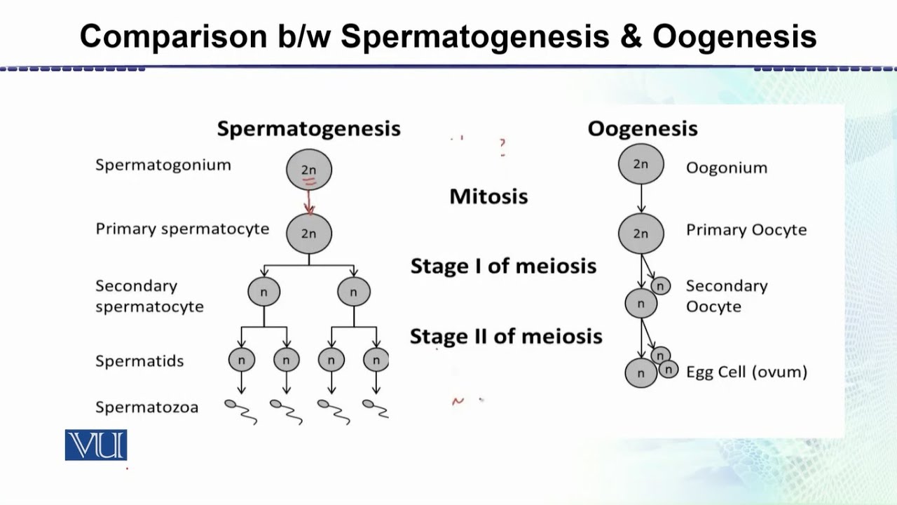 Comparison b/w Spermatogenesis and Oogenesis | Animal Form & Function 2 ...