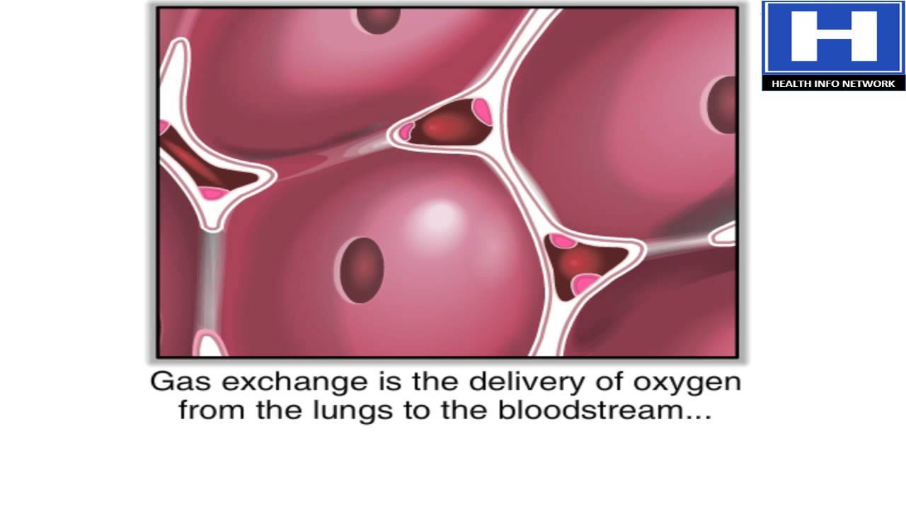 How Gas Exchange Occurs in the Lungs Animation | Anatomy & Physiology ...