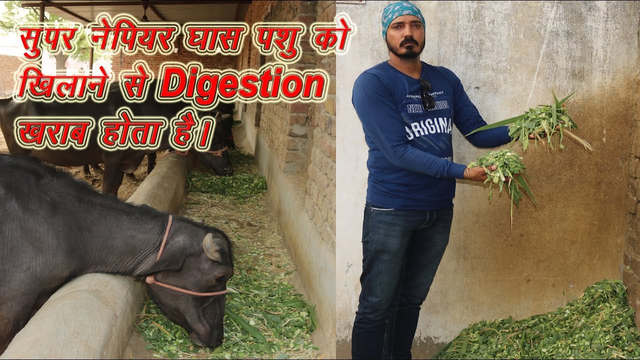 सुपर नेपियर घास पशु का डाइजेशन खराब कर सकती है || How to Feed the Super ...