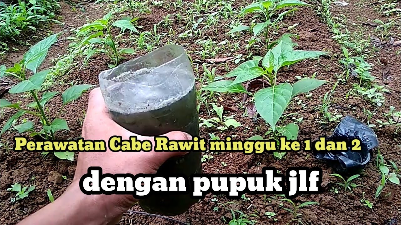 Perawatan Cabe Rawit dengan Jadam liquid fertilizer || minggu ke 1 dan ...