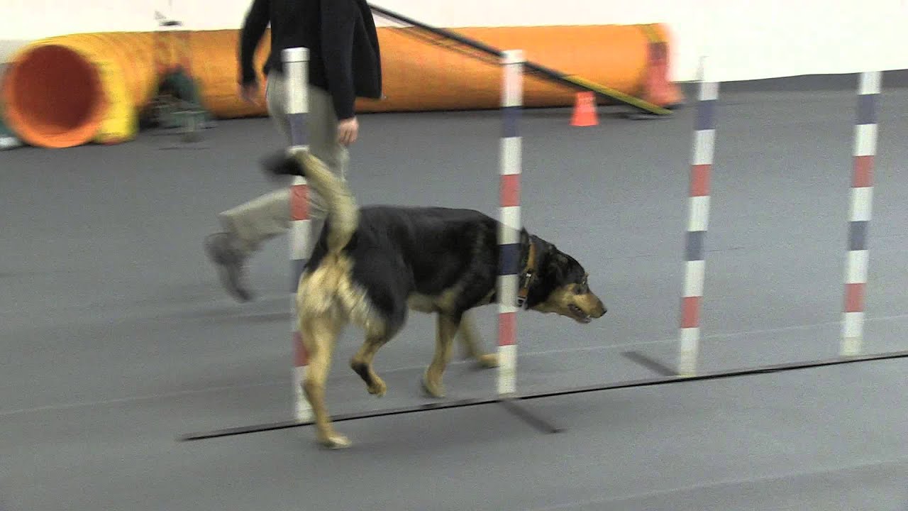 Tashi Tears Through the Dog Agility Course at All About Dogs - Weaving ...
