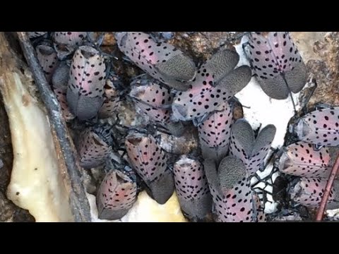 Apocalyptic Insects invading Virginia and PA 'most destructive species ...