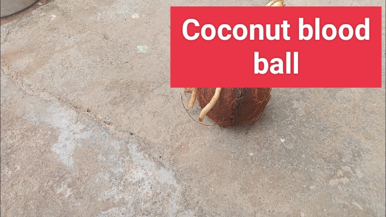Coconut blood ball @இரத்த பந்து - YouTube