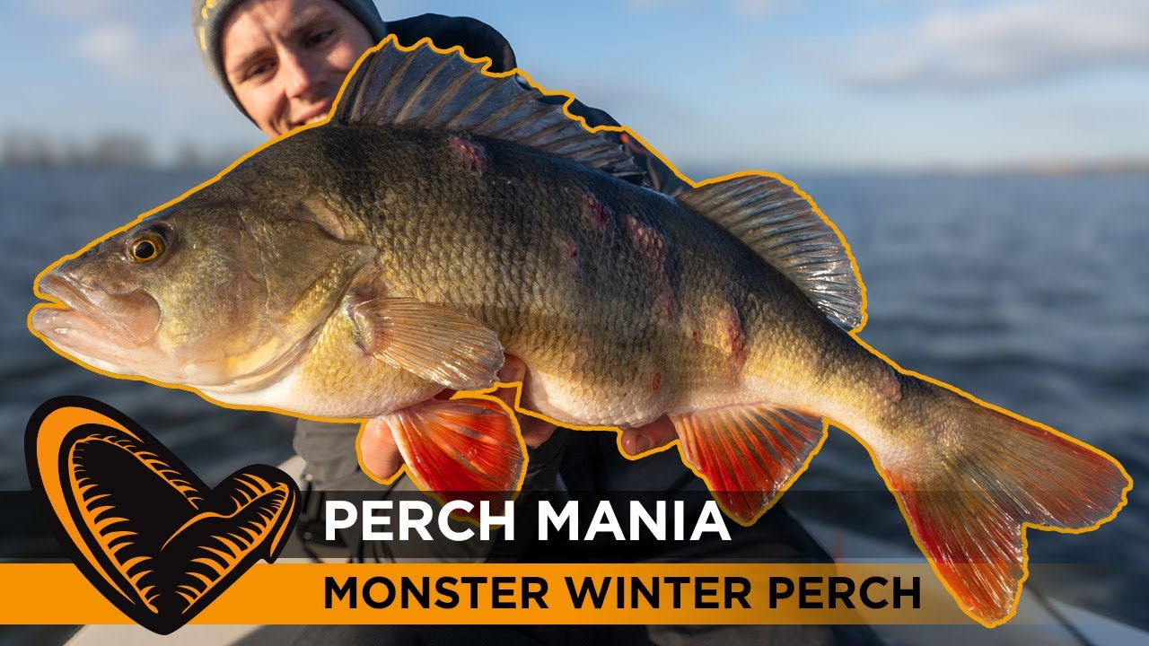 Perch Mania - How to catch MONSTER PERCH during Winter #perch - YouTube