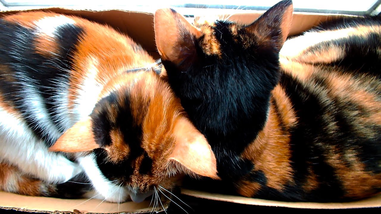 Милые Кошки Дремлют | Cute Cats Nap - YouTube
