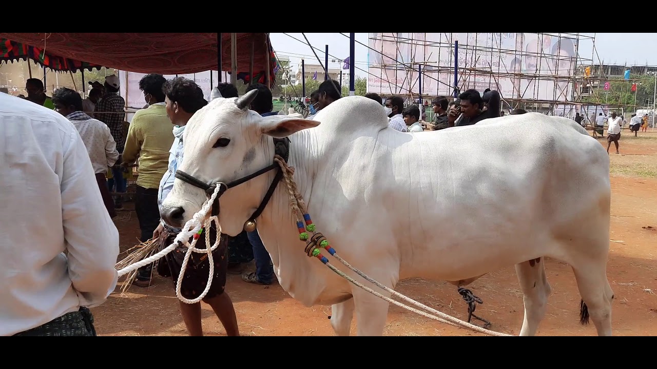 Ongole Bulls Race and Avula Andhala Potilu,Vijayawada Ongole Bulls Race ...