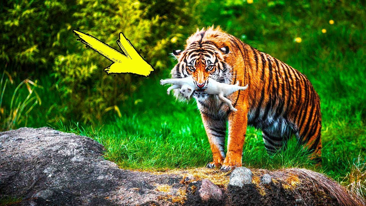 Кошка воспитала тигренка но спустя годы произошло ужасное Youtube