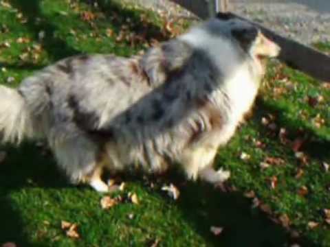 Collie Dog with Joint Pain in back legs struggles to get up. - YouTube