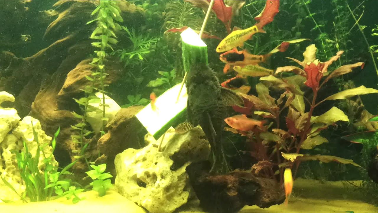 Cucumber Feeding Tropical Aquarium Fish Tank L034 pleco barbs mollies ...