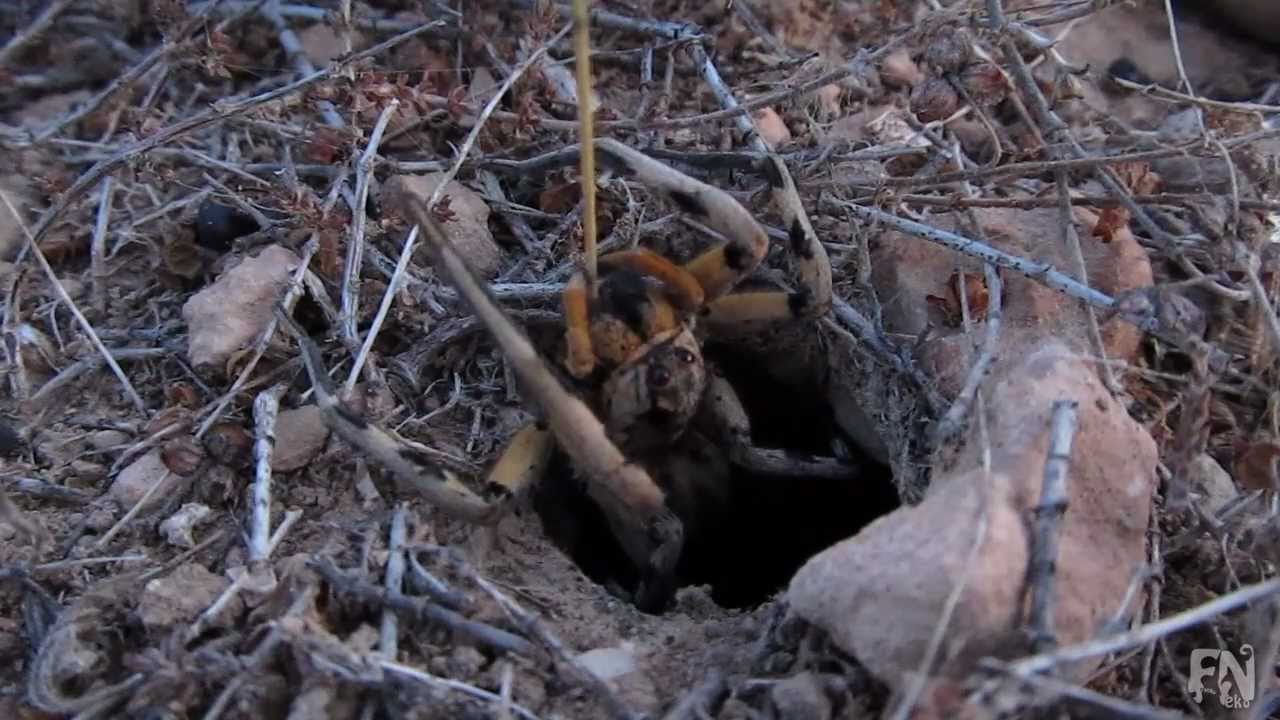 [ Fauna ] - Araña Lobo (Lycosa Tarantula) - YouTube