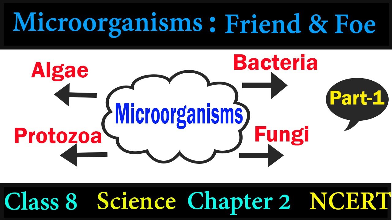 Microorganism : Microorganisms Friend and Foe || Class 8 science NCERT ...