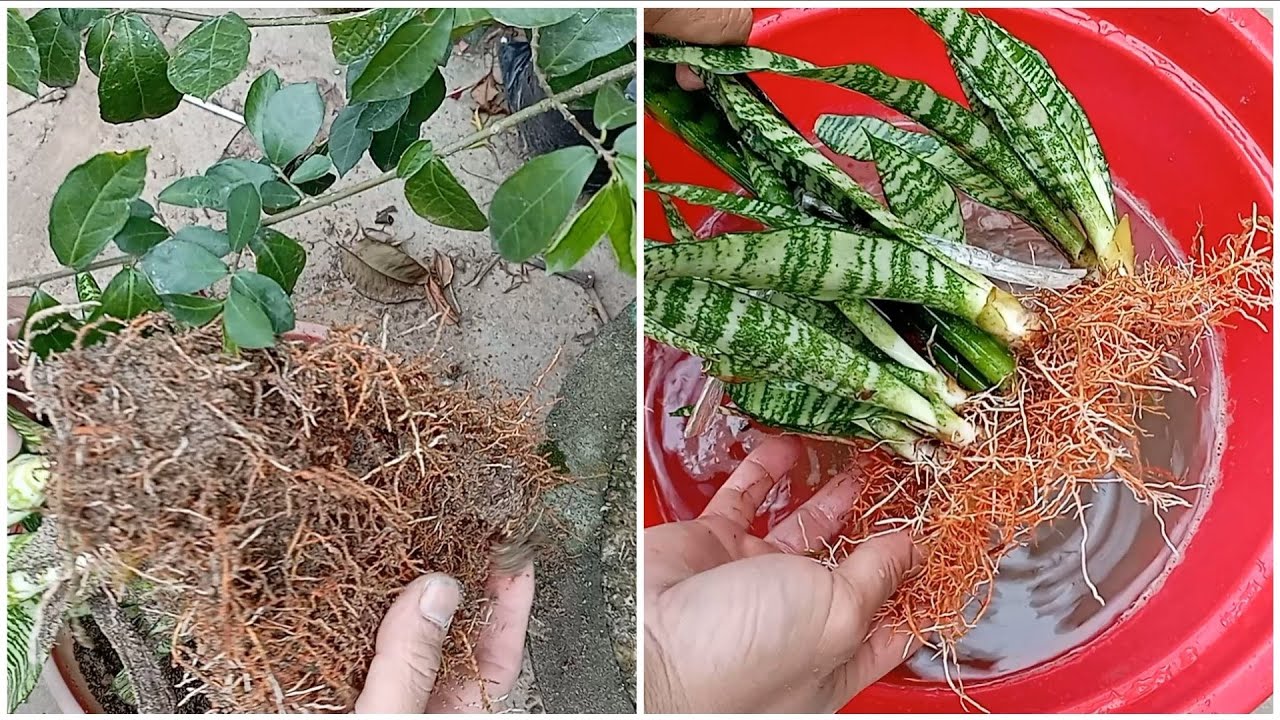 How to propagate tiger tongue plant by leaves - super roots - YouTube