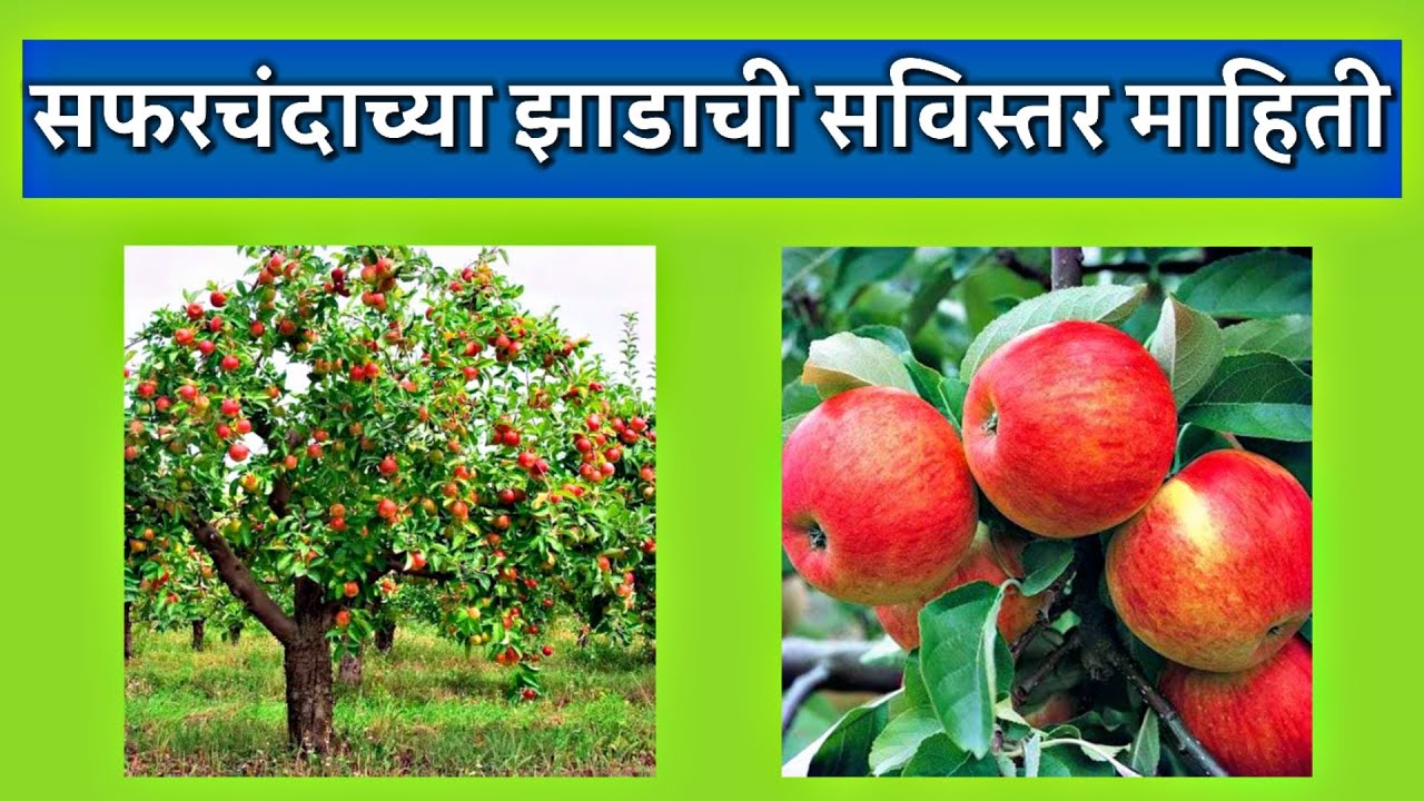 सफरचंद झाडाची माहिती | safarchand mahiti marathi - YouTube
