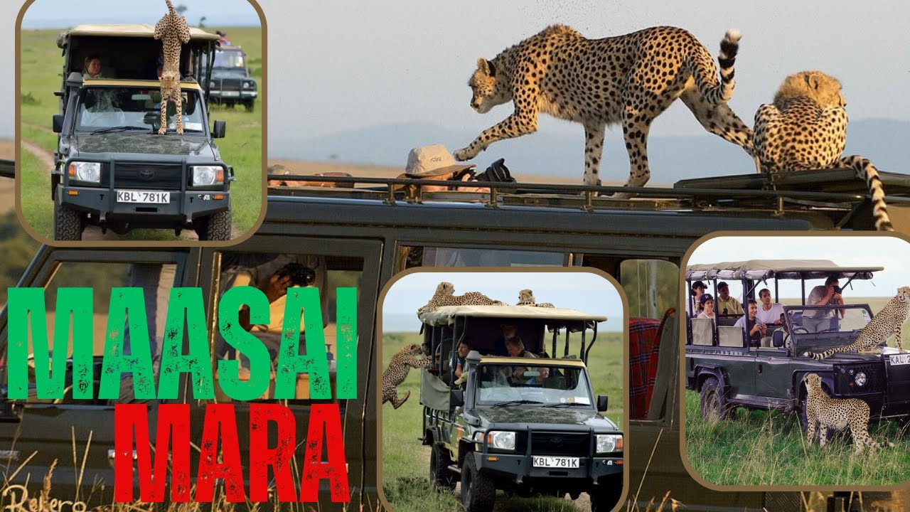 MAASAI MARA Where Wild Animals Live With People YouTube maasai-mara-where-wild-animals-live-with-people-youtube