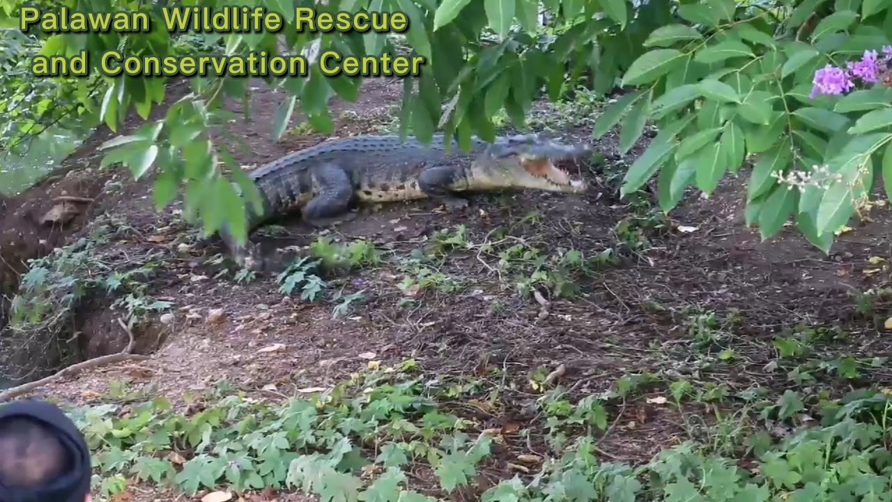 Another ordinary feeding day with one of our Crockie 🐊 - YouTube