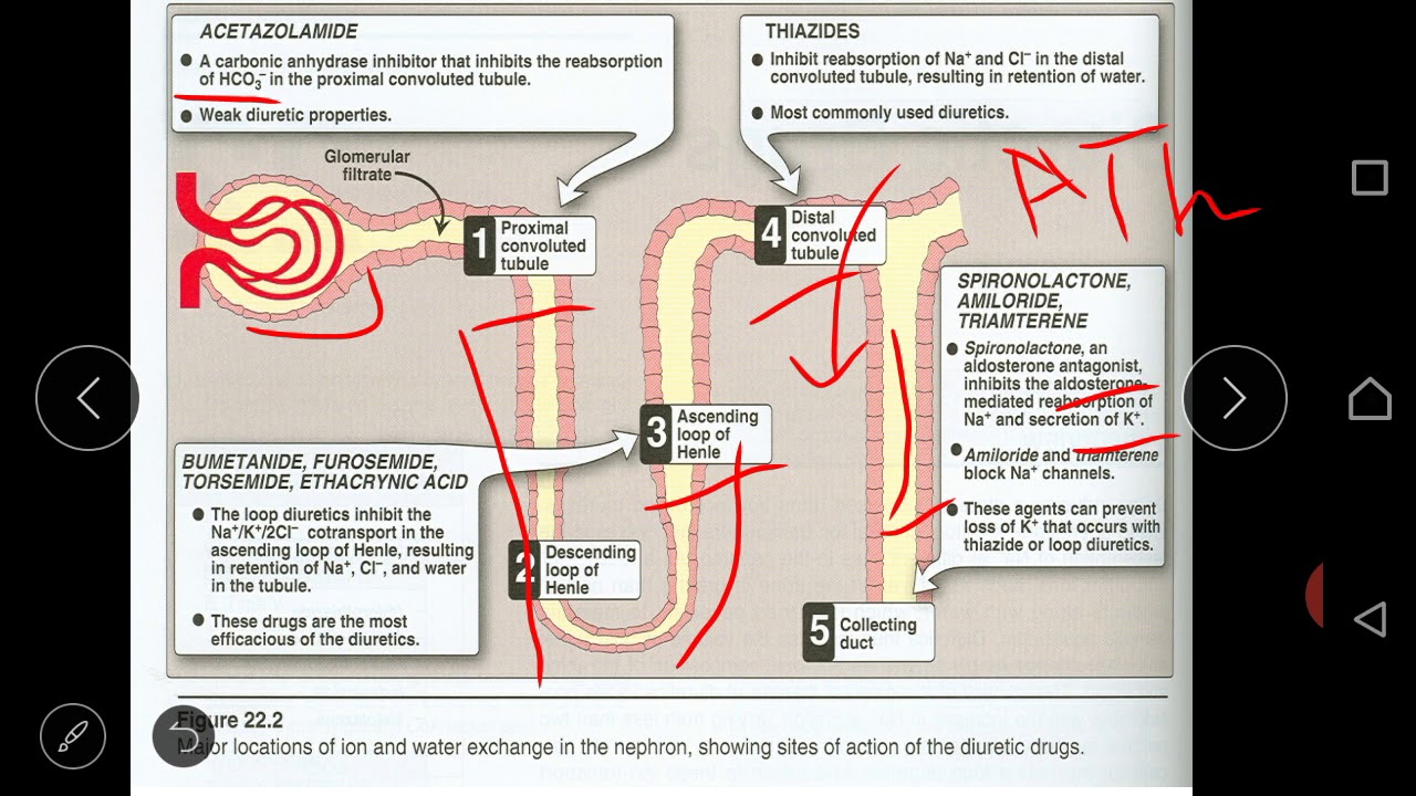 pharmacology 2nd bsc diuretics 2 - YouTube