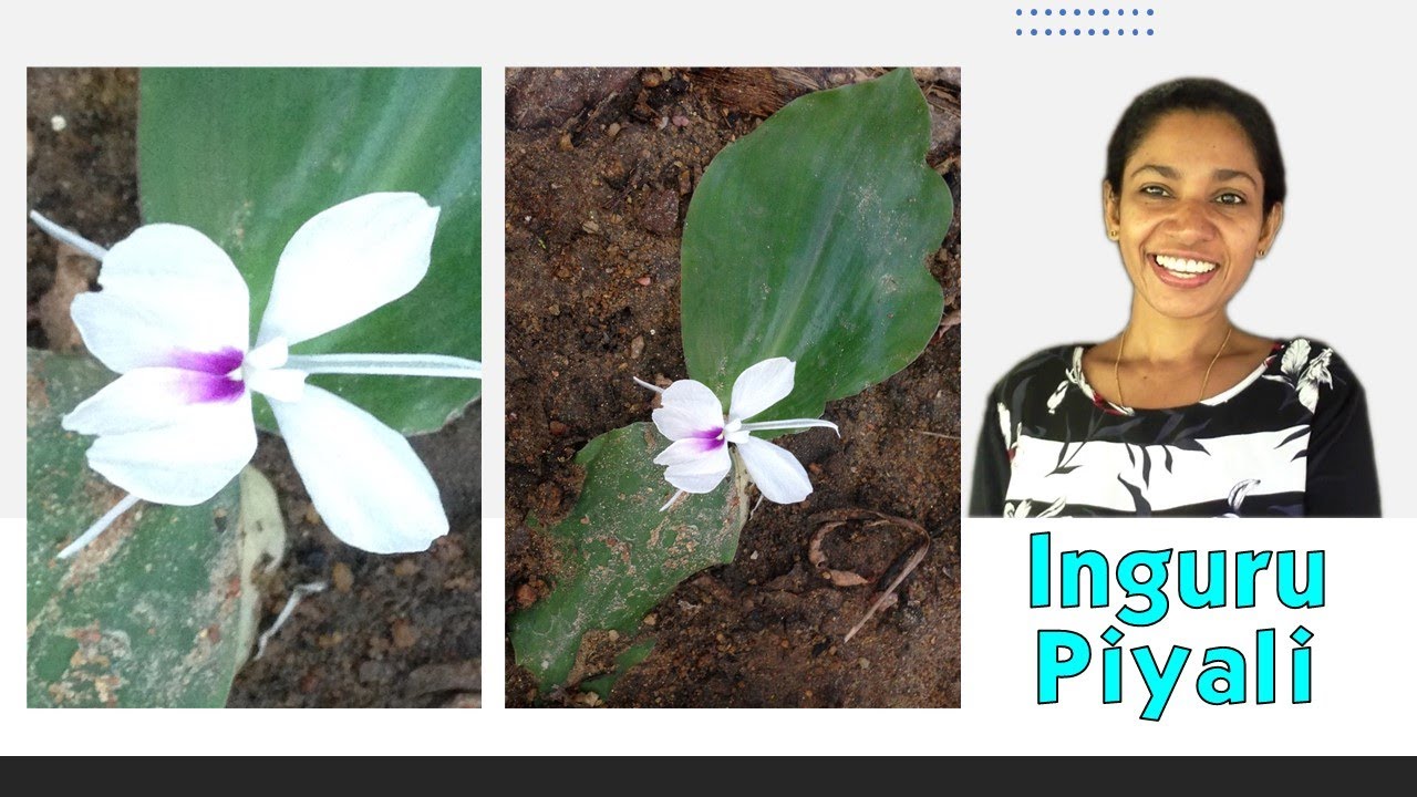 Inguru Piyali. ඉඟූරු පියලිය මල්. Senani Jayasundara. - YouTube