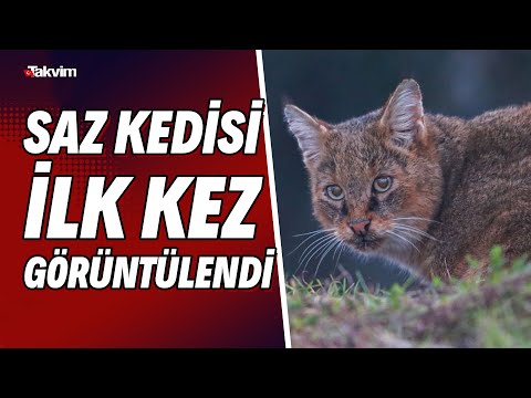 5 gün boyunca saz kedisinin her anını görüntüledi