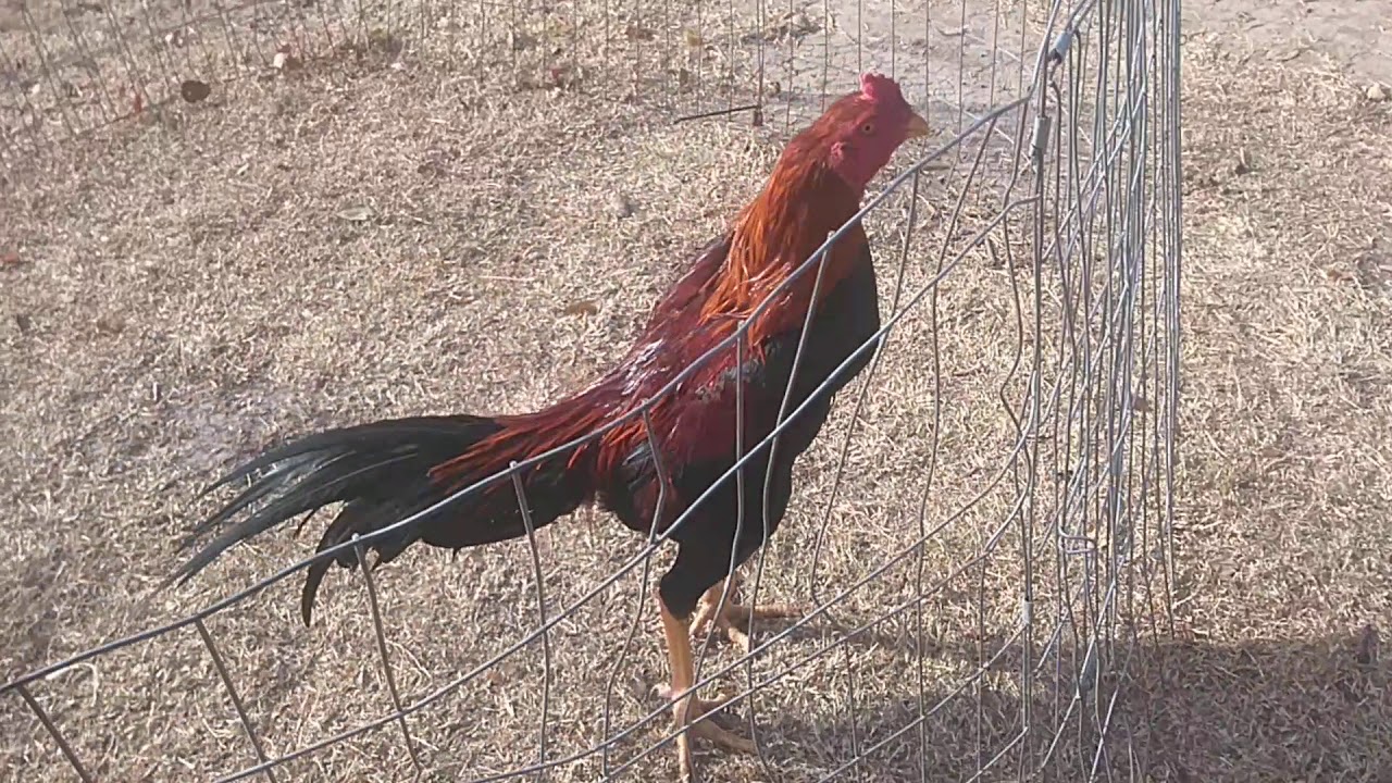 Qaib Liab Zoo Nraug - YouTube