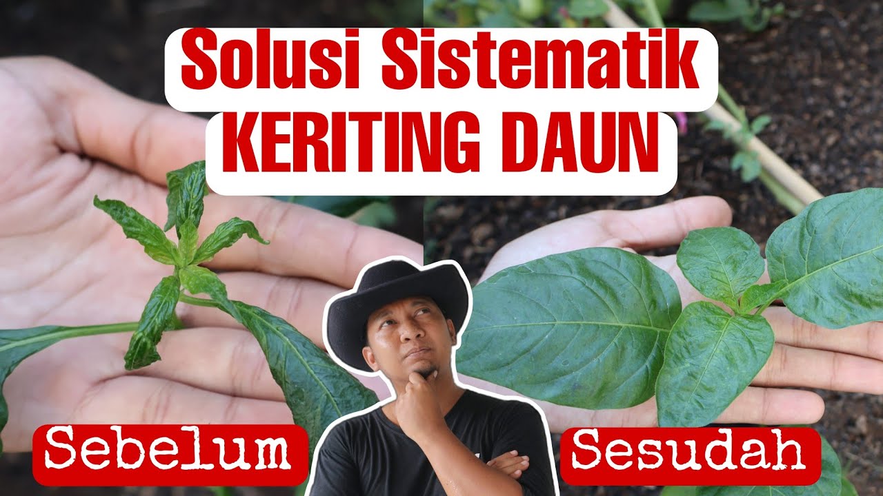 Cara Cerdas Menyembuhkan Keriting Daun 100% Tuntas !!. - YouTube
