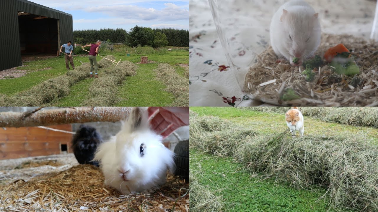 Making Homemade Hay on our Smallholding - YouTube