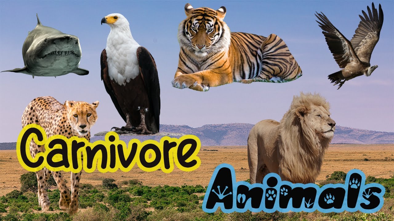 Carnivore Animals | Tiger Lion Vulture Bear Crocodile Hawk Cheetah with ...