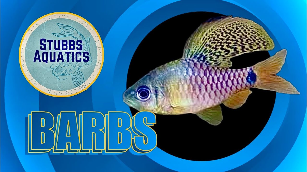 Everything you need to know about Barbs before you buy them for your ...
