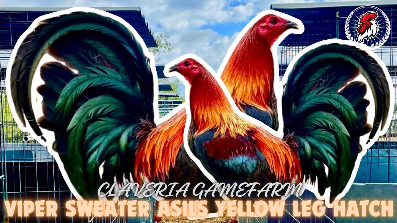 Viper Sweater Asils Yellow Leg Hatch | CLAVERIA GAMEFARM - YouTube