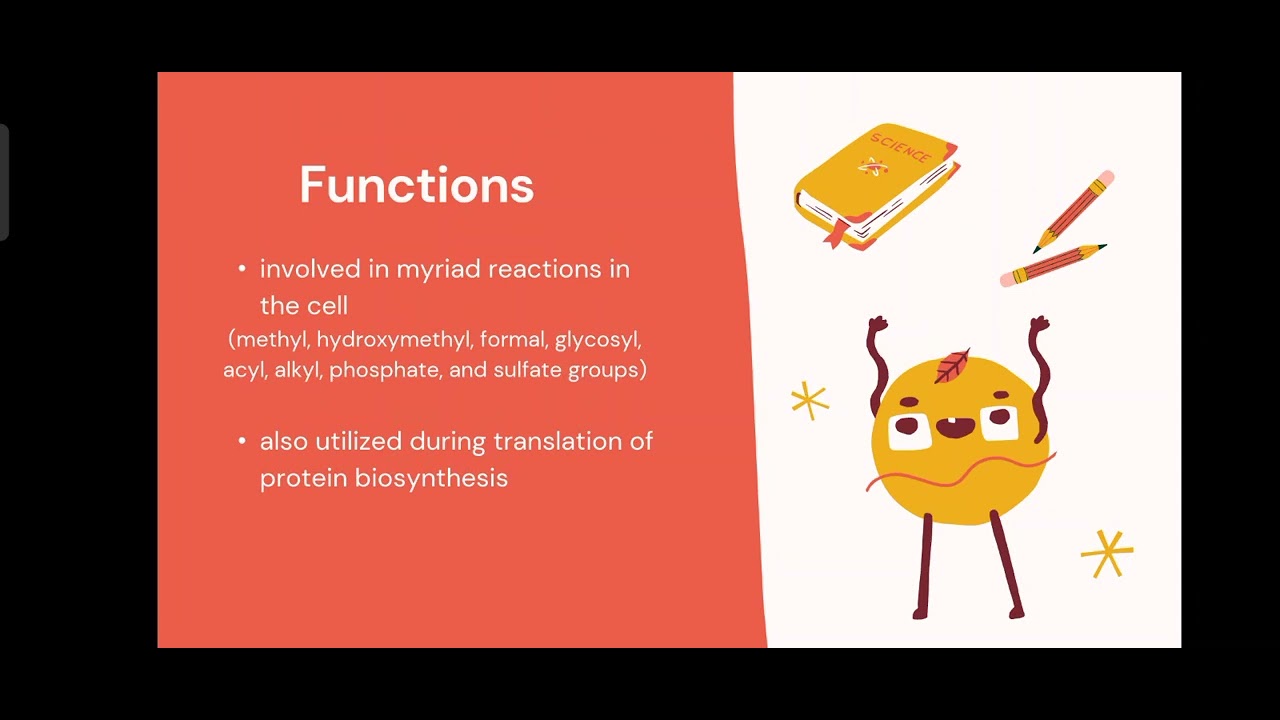 "Transferase: A Type of Enzyme” - YouTube