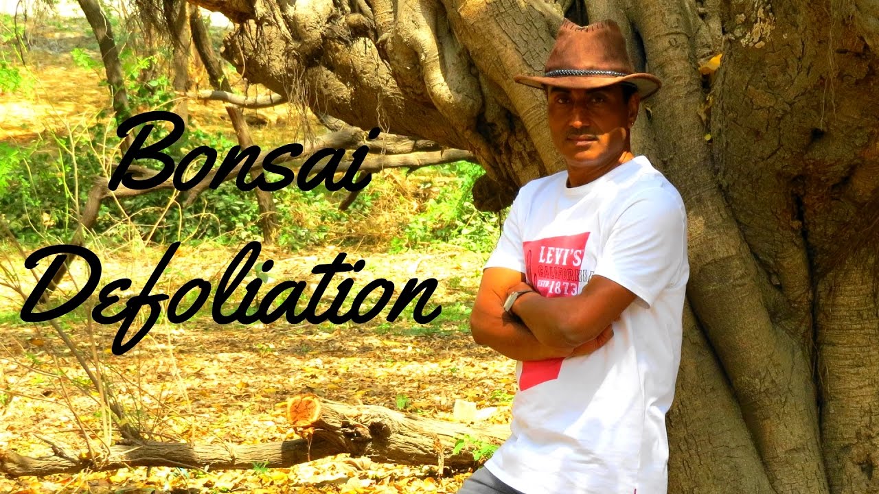 Ficus Defoliation Bonsai Technique / Bonsai Hunter - YouTube