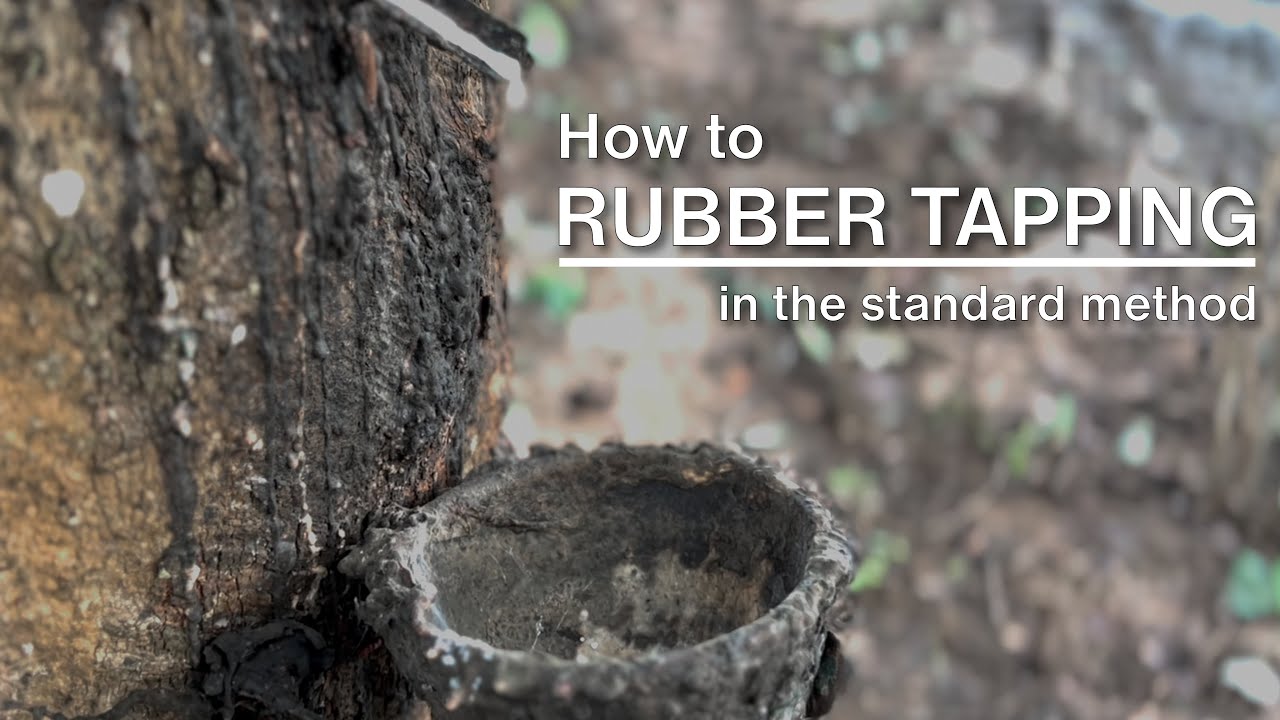 How to rubber tapping in the standard method - YouTube