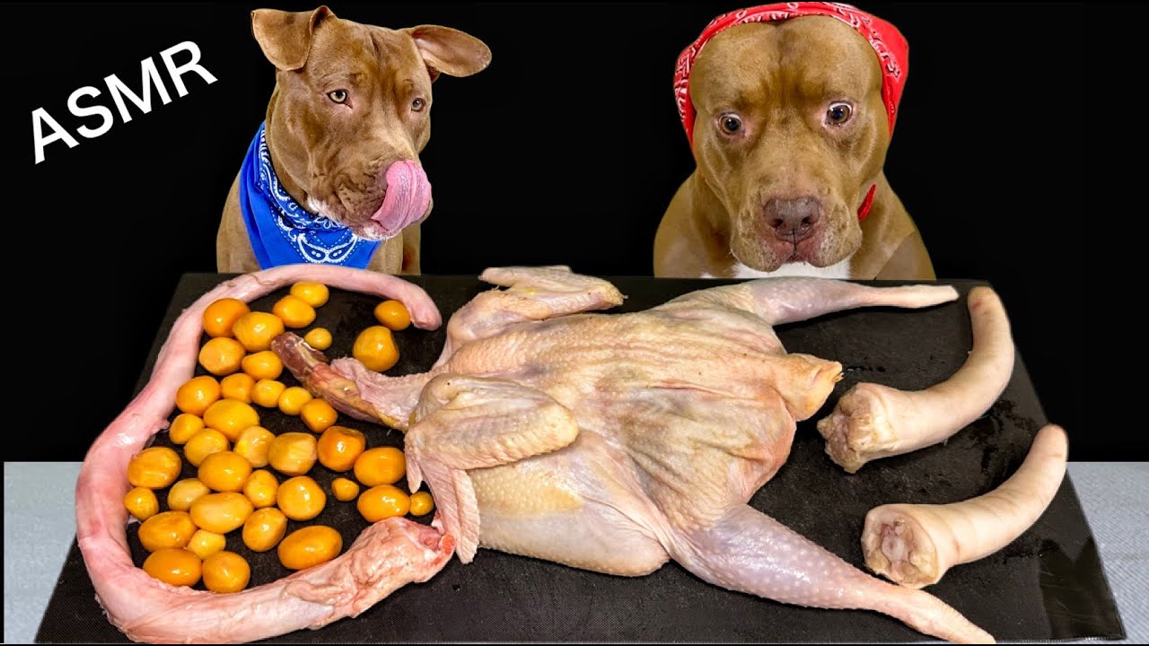 ASMR MUKBANG PITBULL EATING RAW FOODS - YouTube
