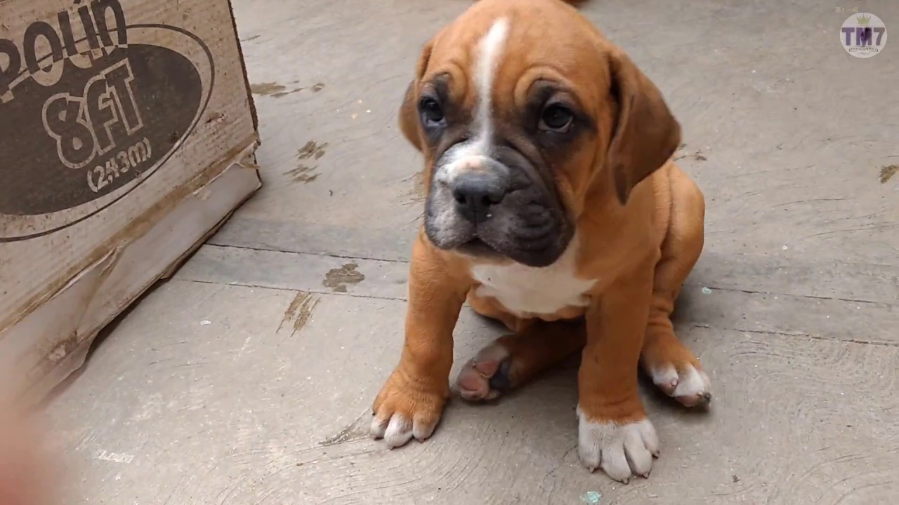 Son Los Boxeadores Un Tipo De Bulldog