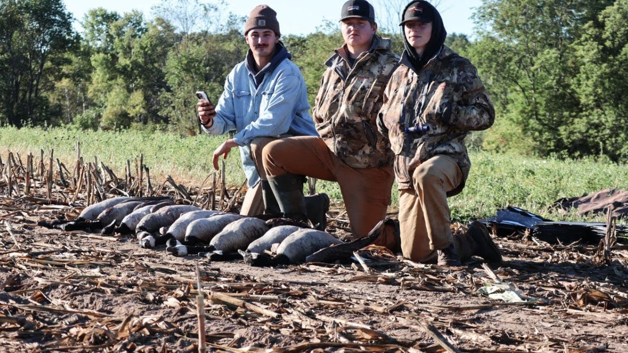 Goose Hunting September Molt Migrators (3 Man Limit) - YouTube