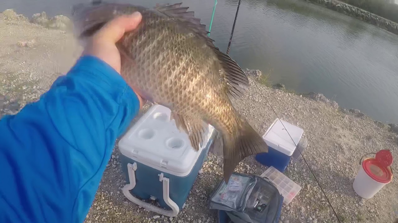 Biggest Mangrove Snapper I've Caught From Land - YouTube