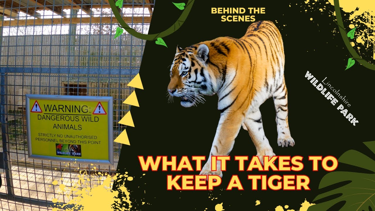 Exclusive Behind the Scenes Tiger Tour at Lincolnshire Wildlife Park ...