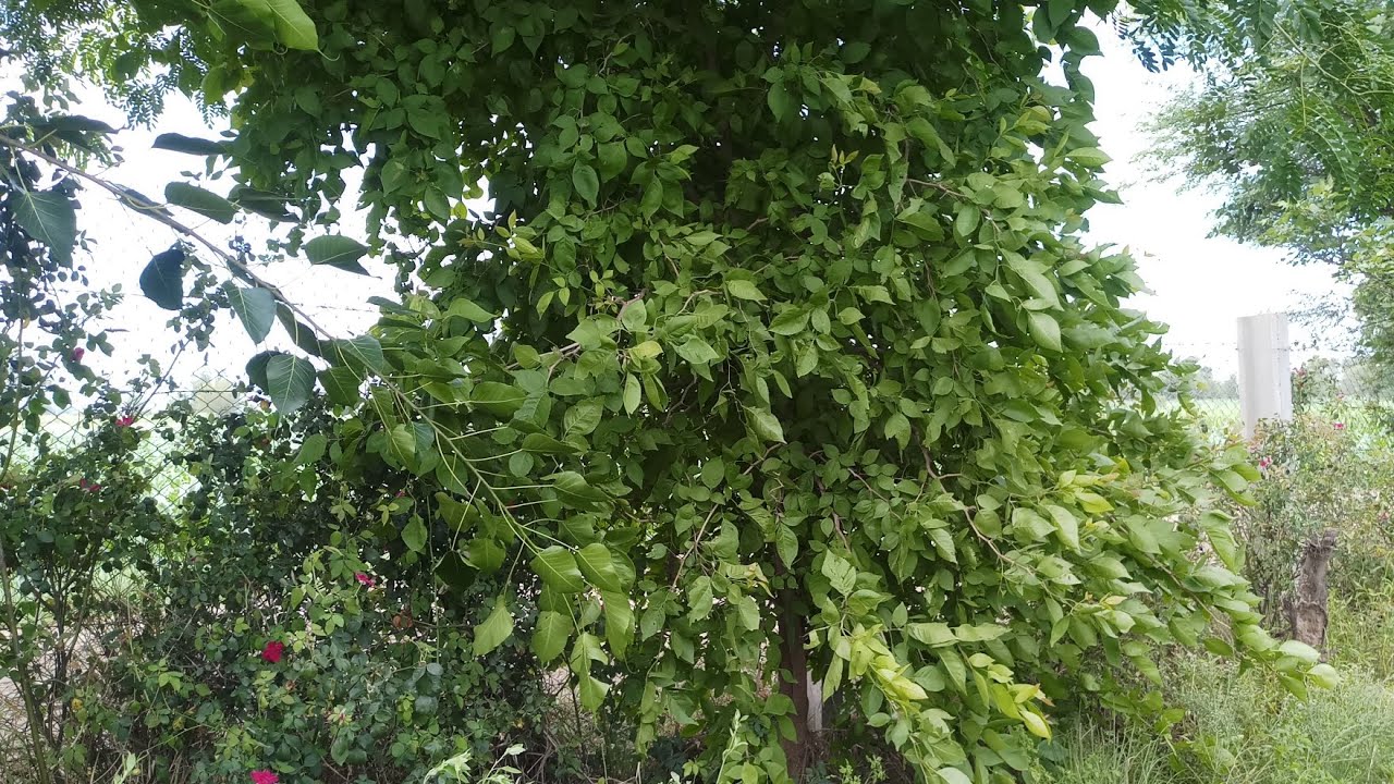 Bael Fruit Tree - Wood apple - Kamarkus - Aegle marmelos - Organic Farm ...