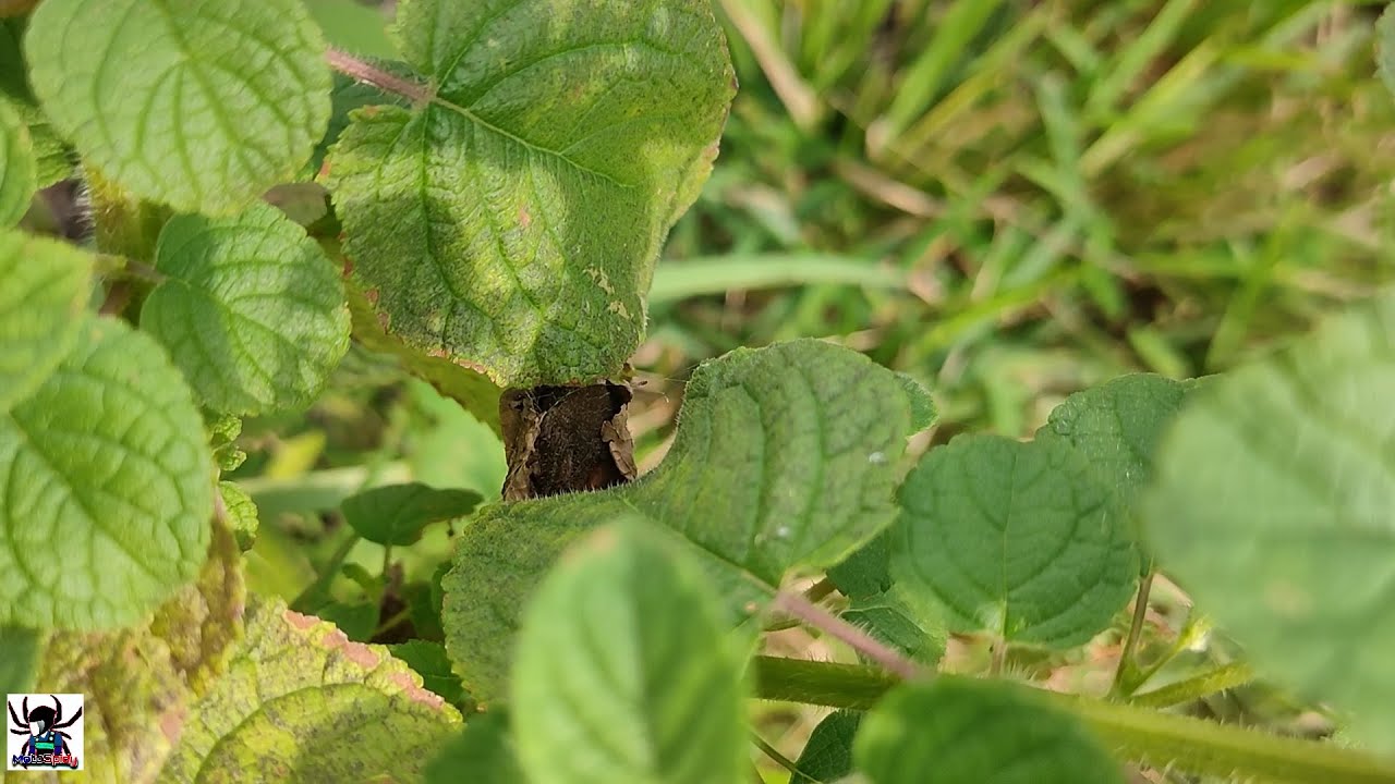 Gagamba hunting (mabilisan) - YouTube