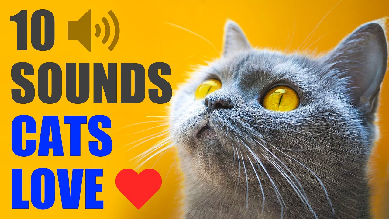10 Sounds Cats Love To Hear The Most (Extended) - YouTube