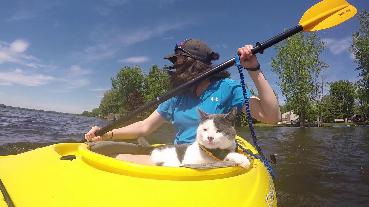 Kayaking Cat - YouTube