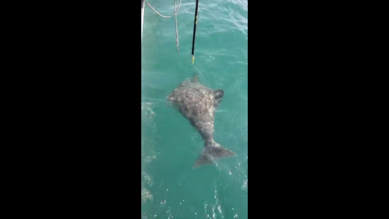 Bang Stick on Halibut - YouTube