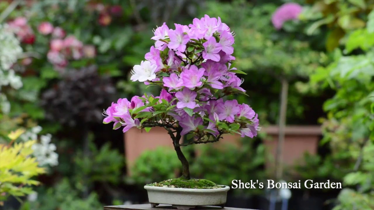 Satsuki Azalea - YouTube