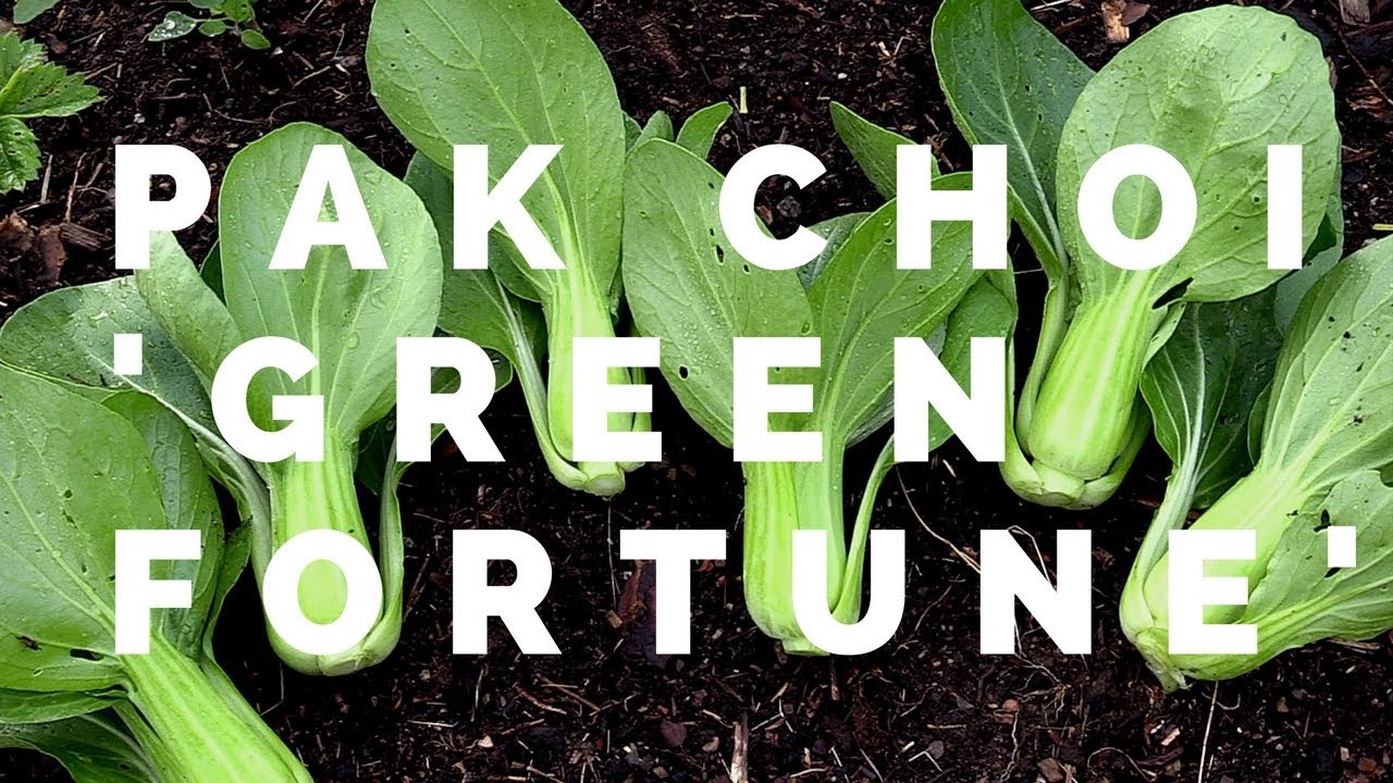Wonderful mini-pak choi 'Green Fortune' - YouTube