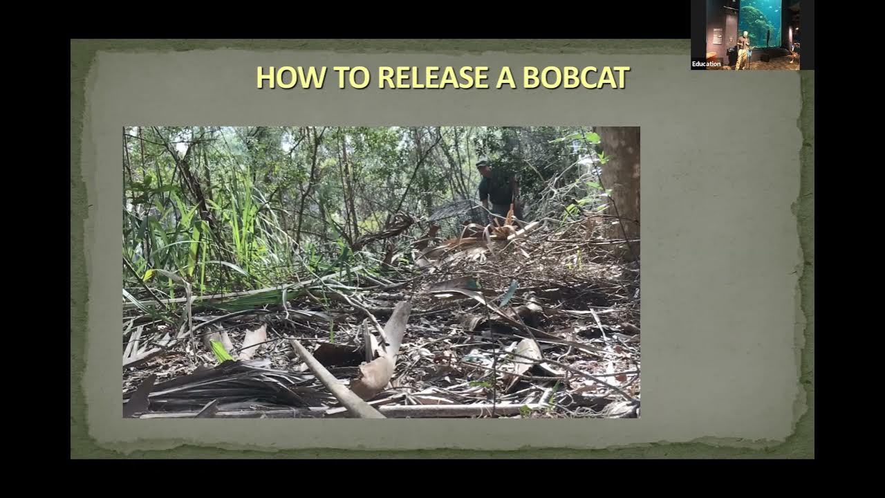 Kiawah Bobcats: Understanding Lynx in the Food Chain - YouTube