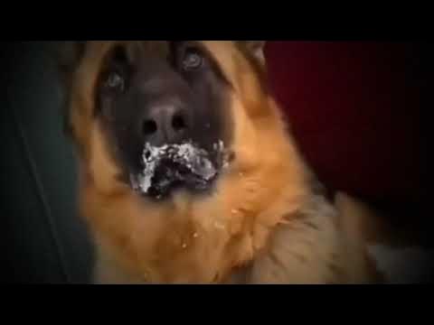 Ганс сидеть... - YouTube
