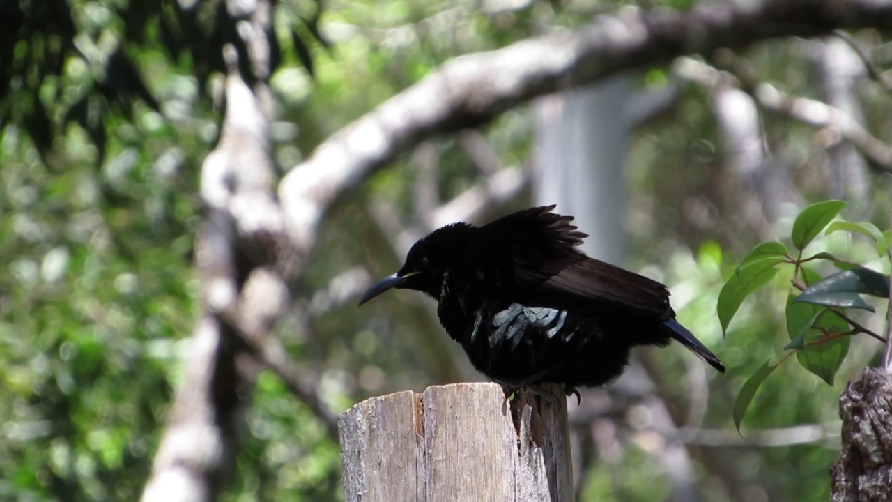 Victoria's Riflebird display with female (1)MVI 1717 - YouTube