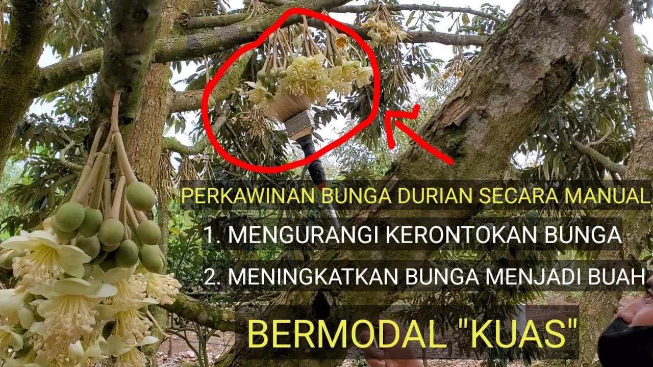 CARA PERKAWINAN BUNGA DURIAN SECARA MANUAL || DURIAN MUSANGKING, DURI ...