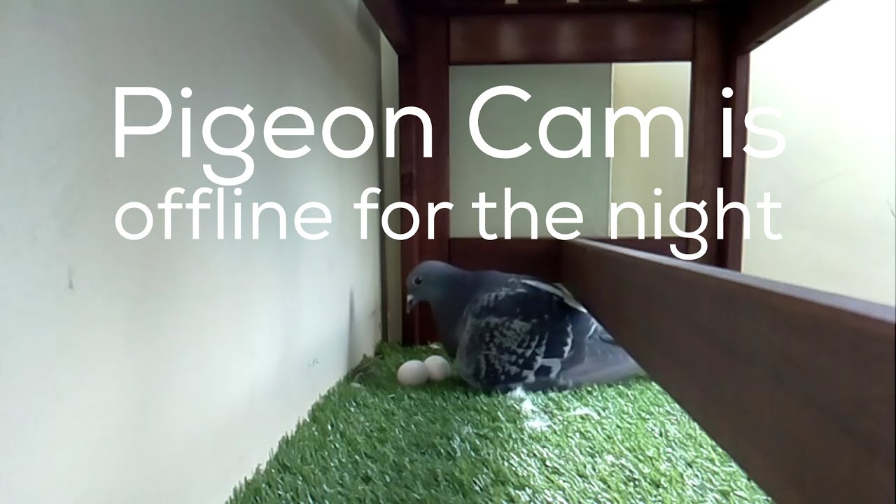 Pigeon Cam! - YouTube