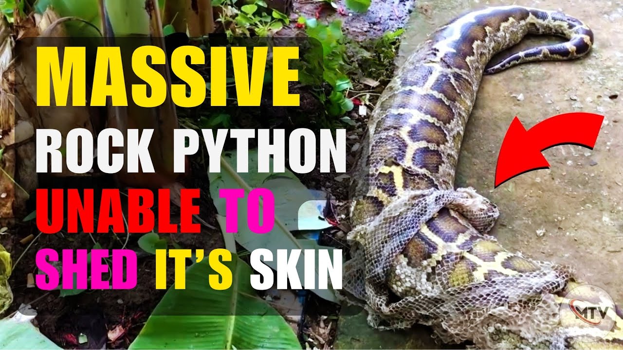 Python EXPERTS Share Tips for Helping Pythons Shed 🐍 - YouTube