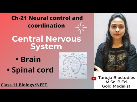 Ch-21 Neural control & coordination-Brain & Spinal cord | Central ...